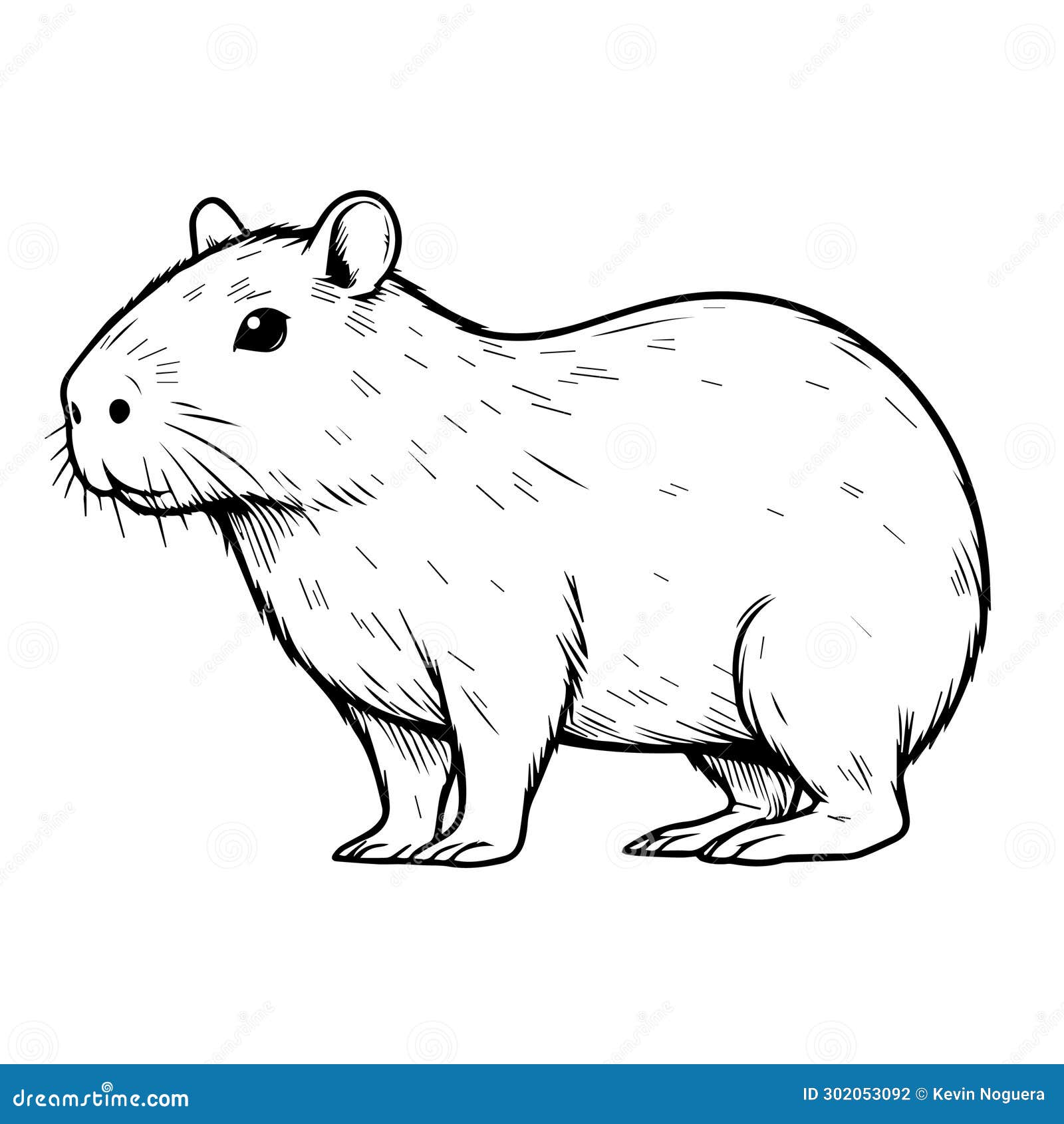 Line Drawing of a Capybara in Black and White for Coloring Vector Stock ...