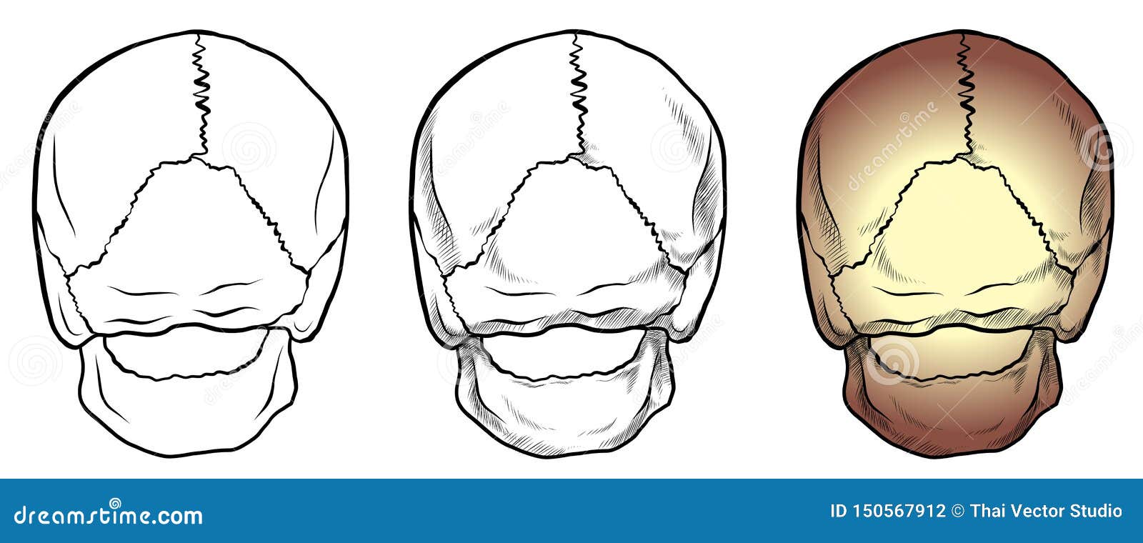 Skull back view stock vector. Illustration of classic - 150567912