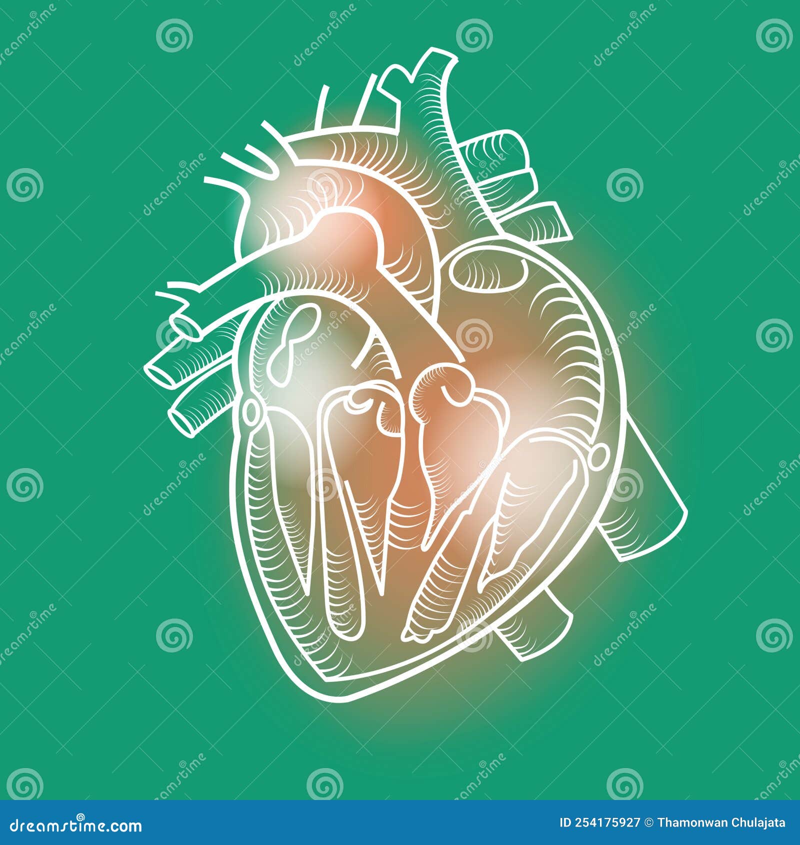 Line drawing heart muscle stock vector. Illustration of element - 254175927