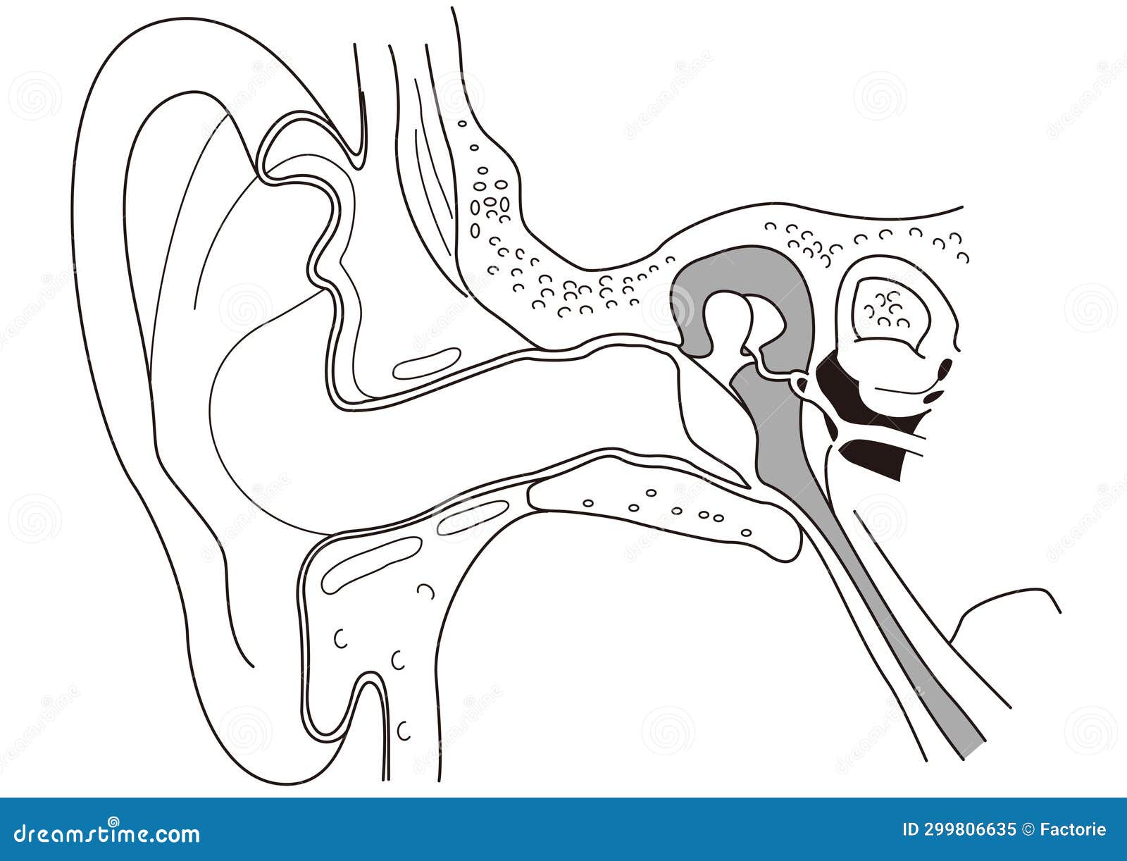 Line Drawing of the Internal Structure of the Human Ear Stock Vector ...