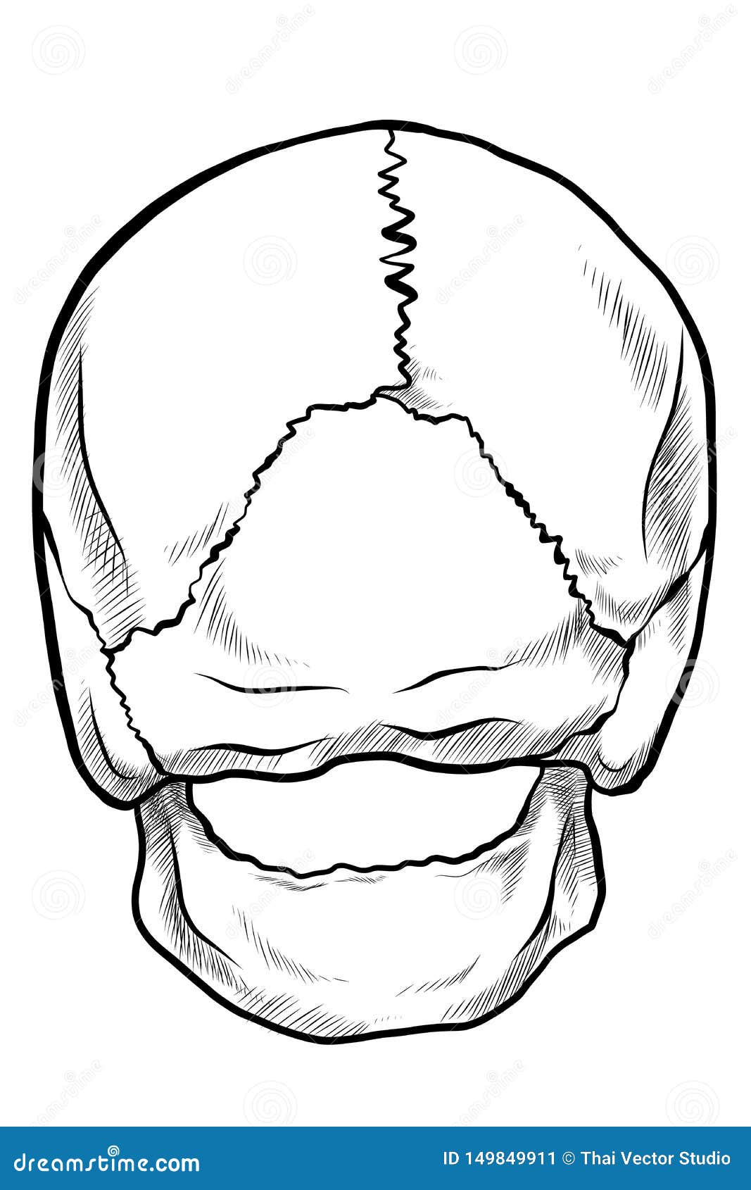 Line Drawing Skull Side Back View Stock Illustration - Illustration of ...