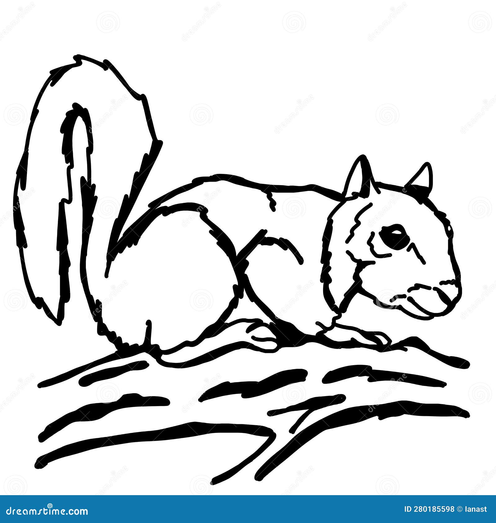 Line Drawing Squirrel on Tree Branch Stock Photo - Illustration of ...