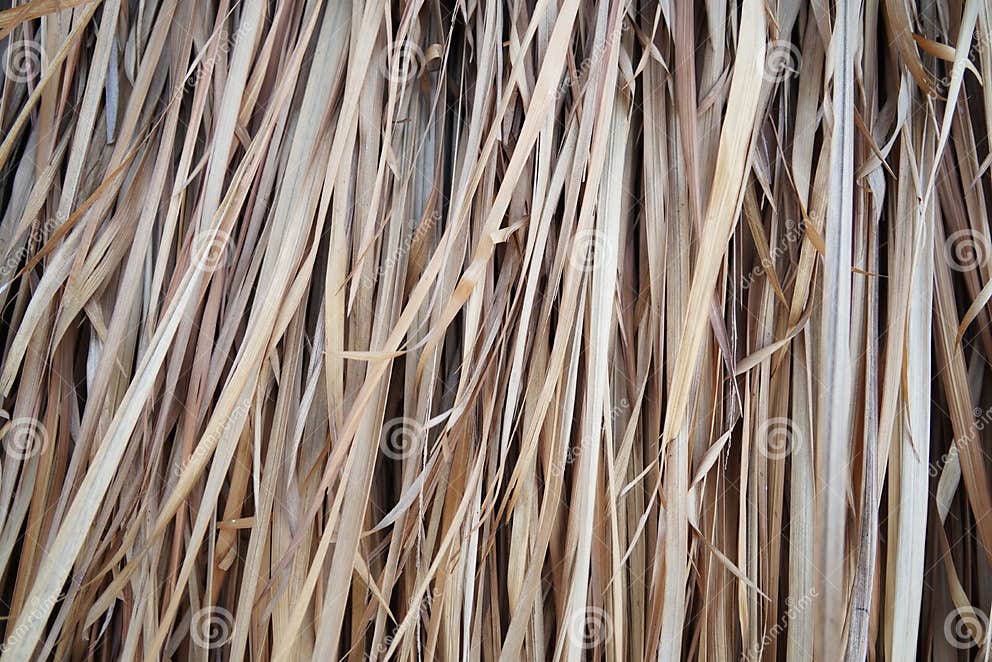 Striated Patterns or the Texture of Dry Straw Stock Photo - Image of ...