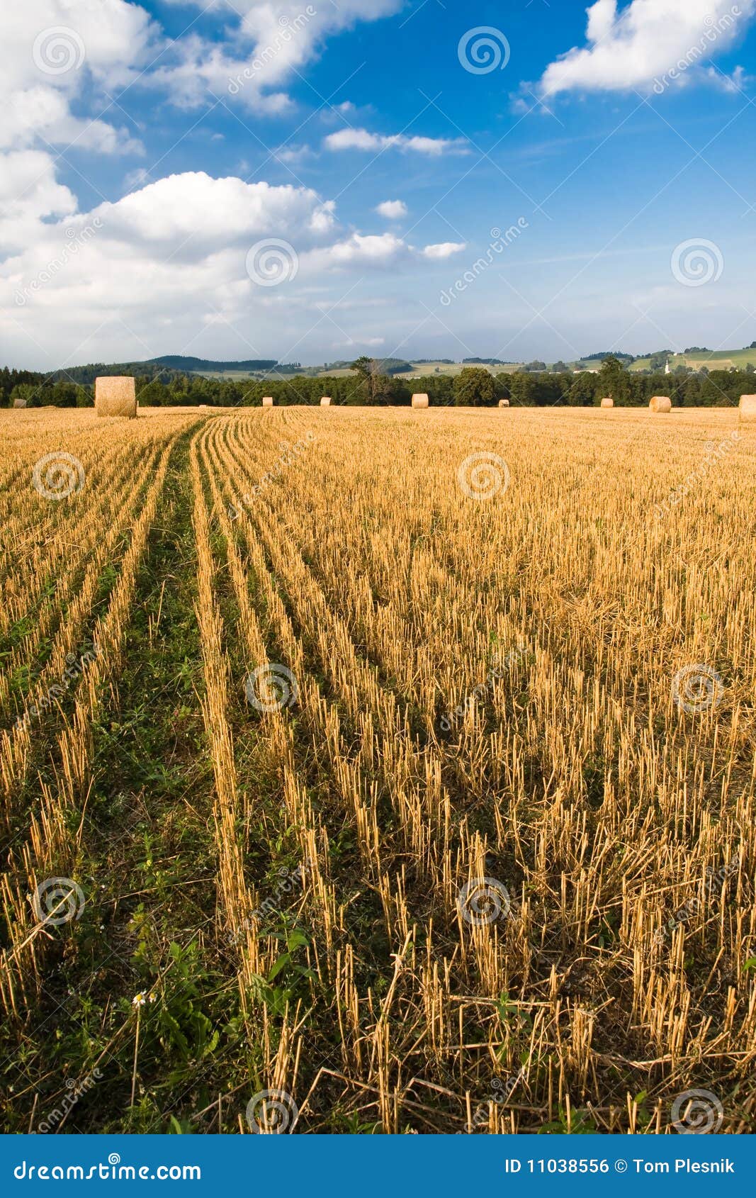 Line in field stock photo. Image of field, bread, harvester - 11038556