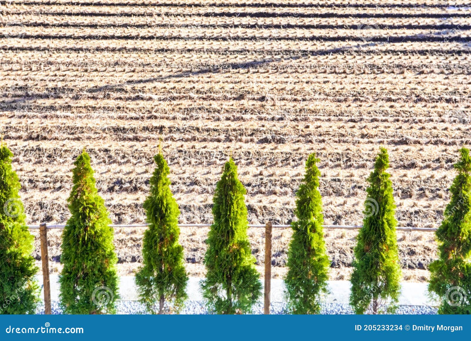 Line of Fir Trees in Front of Ploughed Field Stock Photo - Image of ...