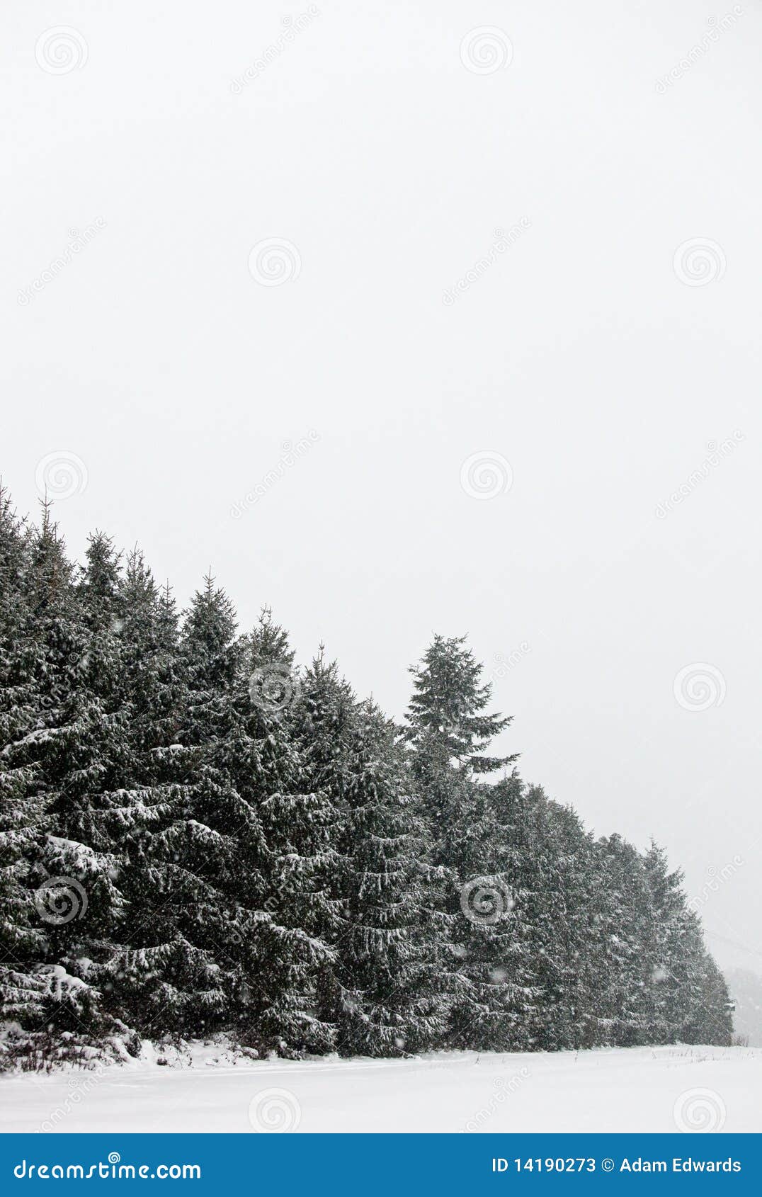 Line of Fir Trees during a Snowstorm Stock Image - Image of background ...