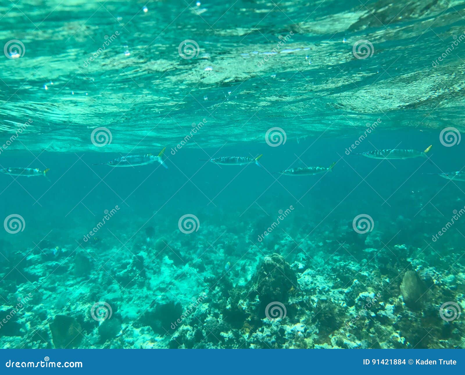 Line of fish stock photo. Image of long, swimming, fish - 91421884