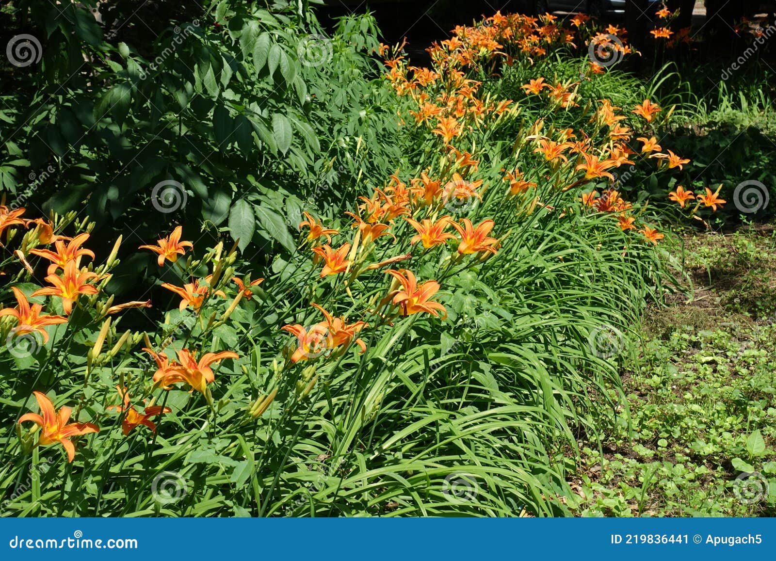 Line of Flowering Orange Hemerocallis Fulva in June Stock Image - Image ...