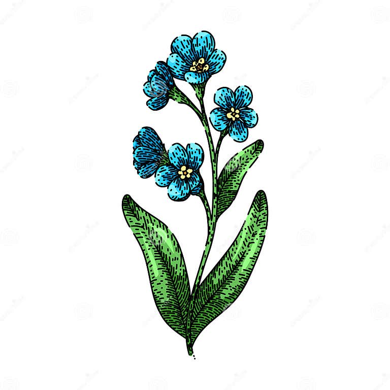 Line Forget Me Not Sketch Hand Drawn Vector Stock Vector Illustration