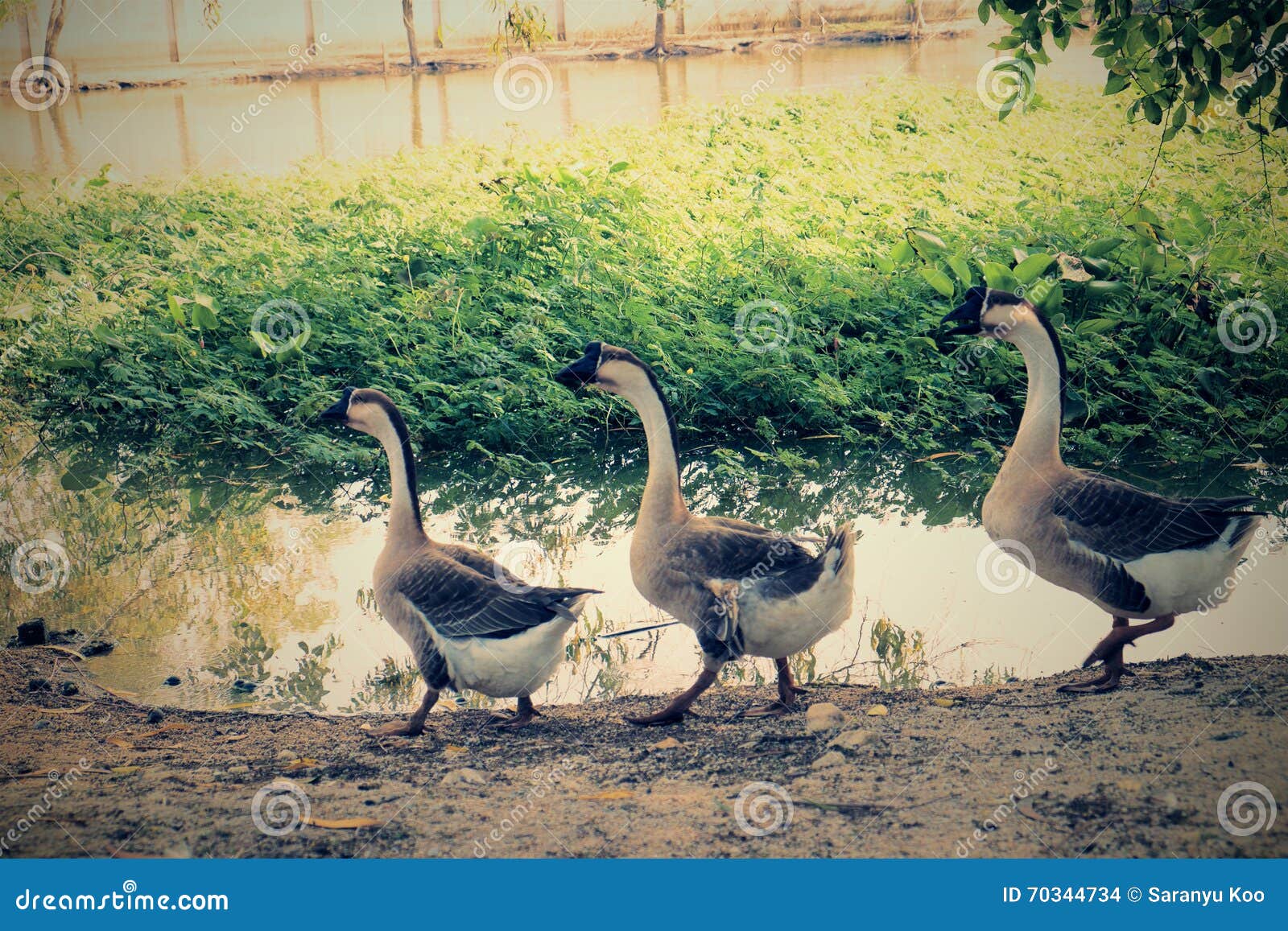 Line of goose stock photo. Image of gooses, animal, goose - 70344734