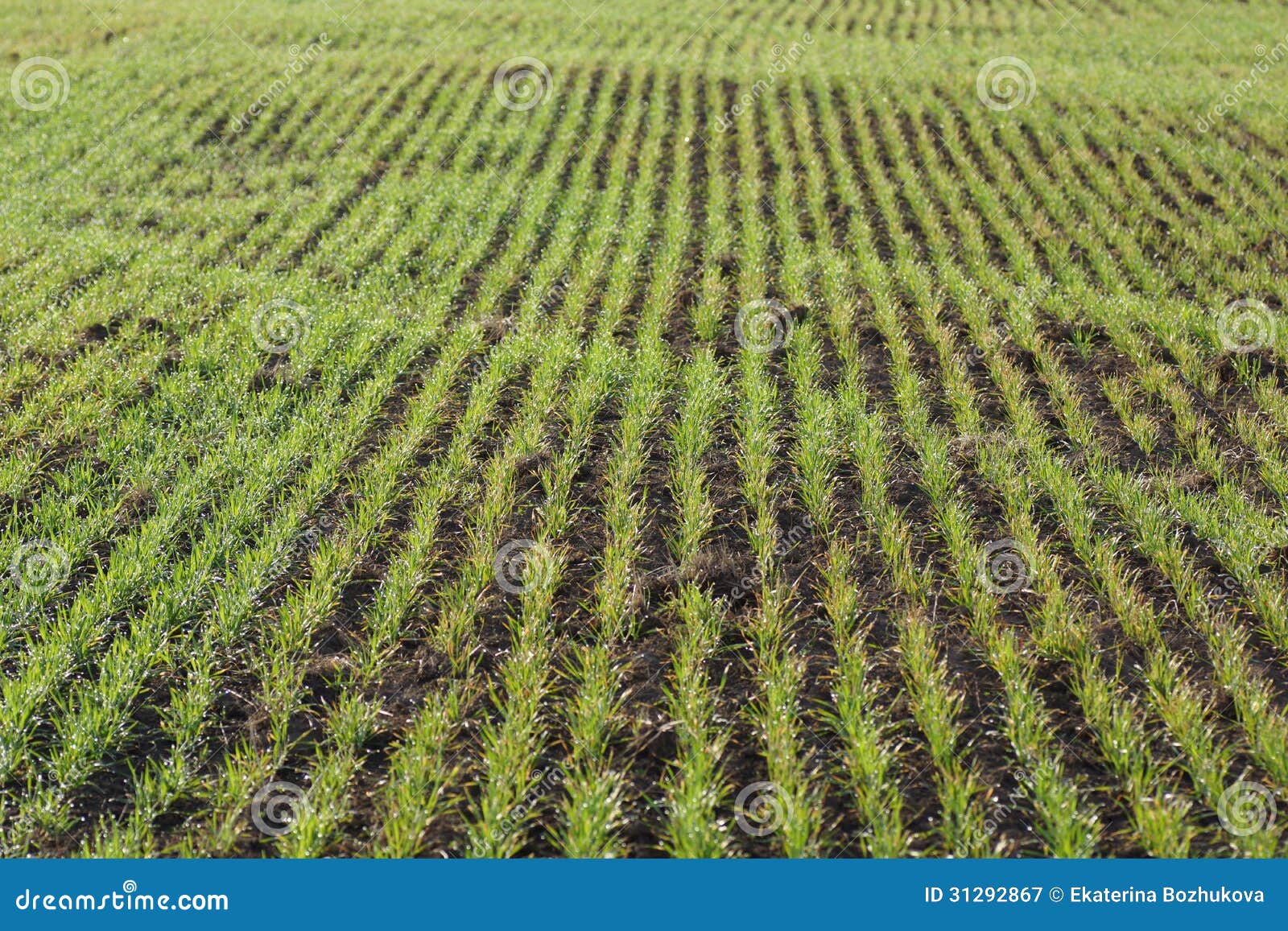 Line of grass in the field stock image. Image of life - 31292867