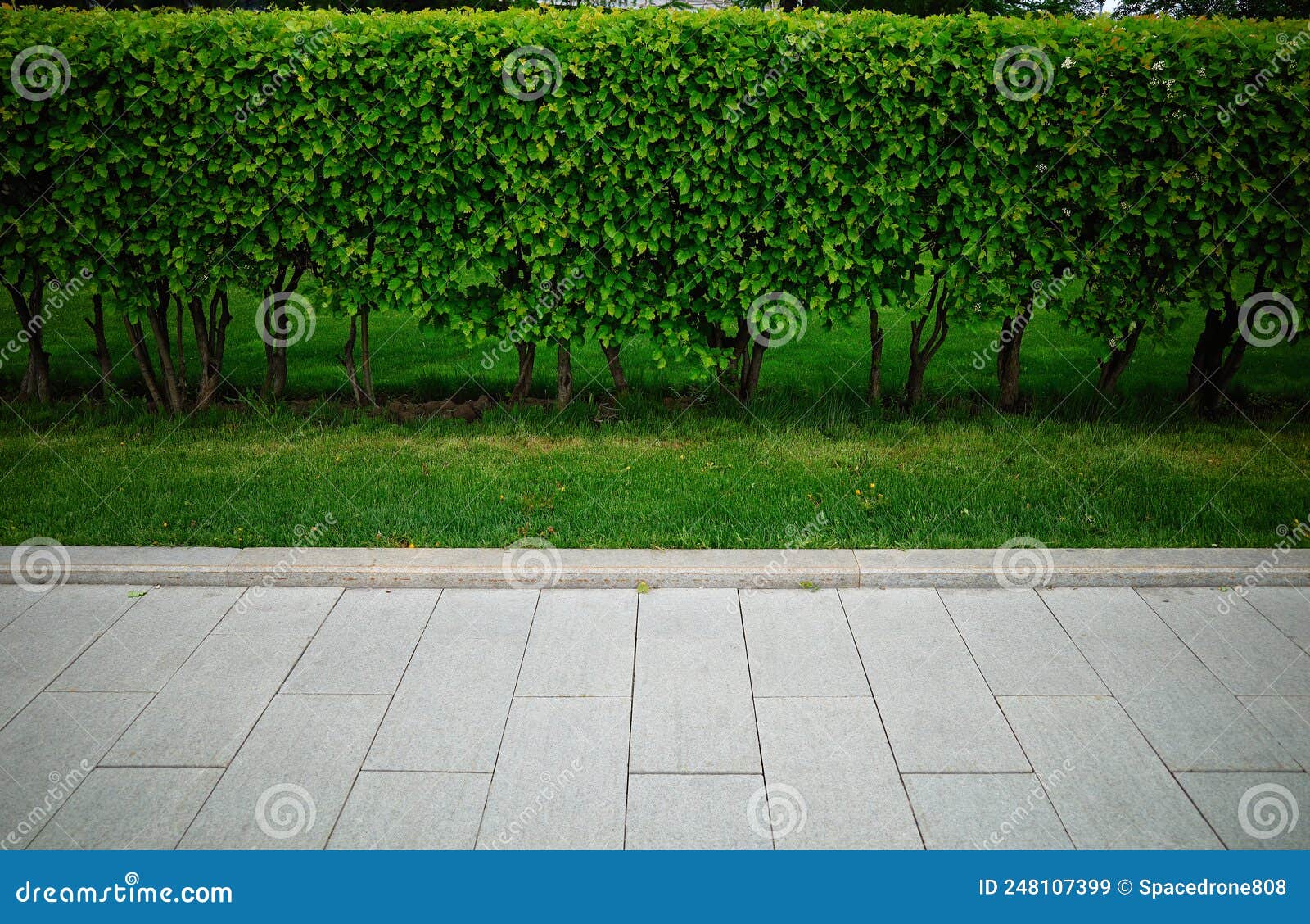 Line of Green Garden Bushes Background Stock Image - Image of backdrop ...
