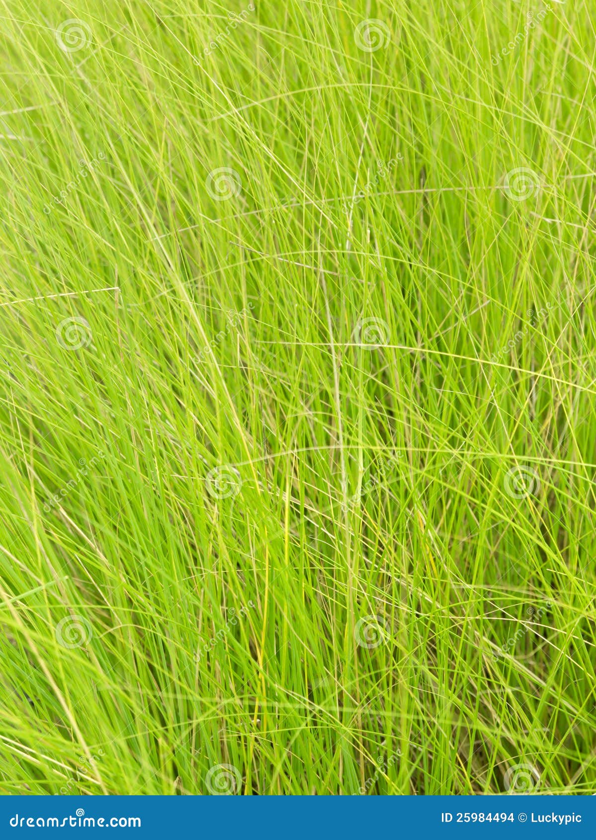 Line of Green Grass for Background Stock Photo - Image of herb, fresh ...