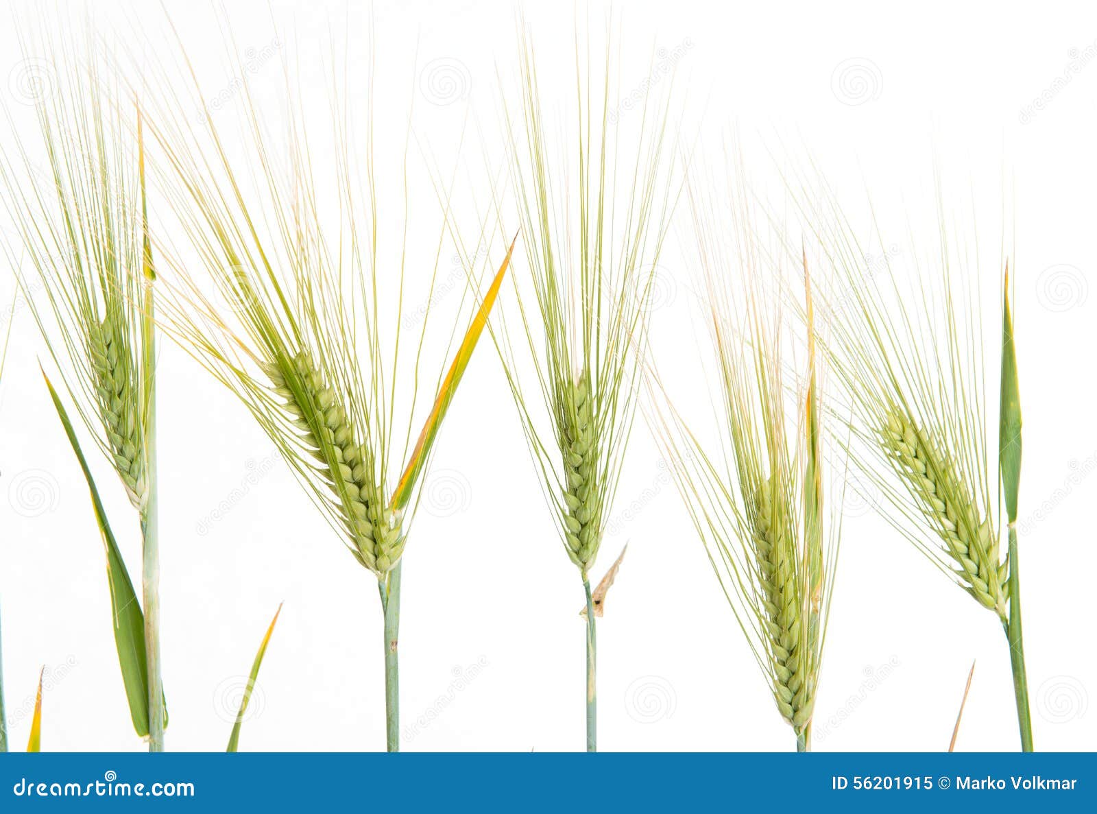 Line of green rye- grain stock image. Image of bread - 56201915