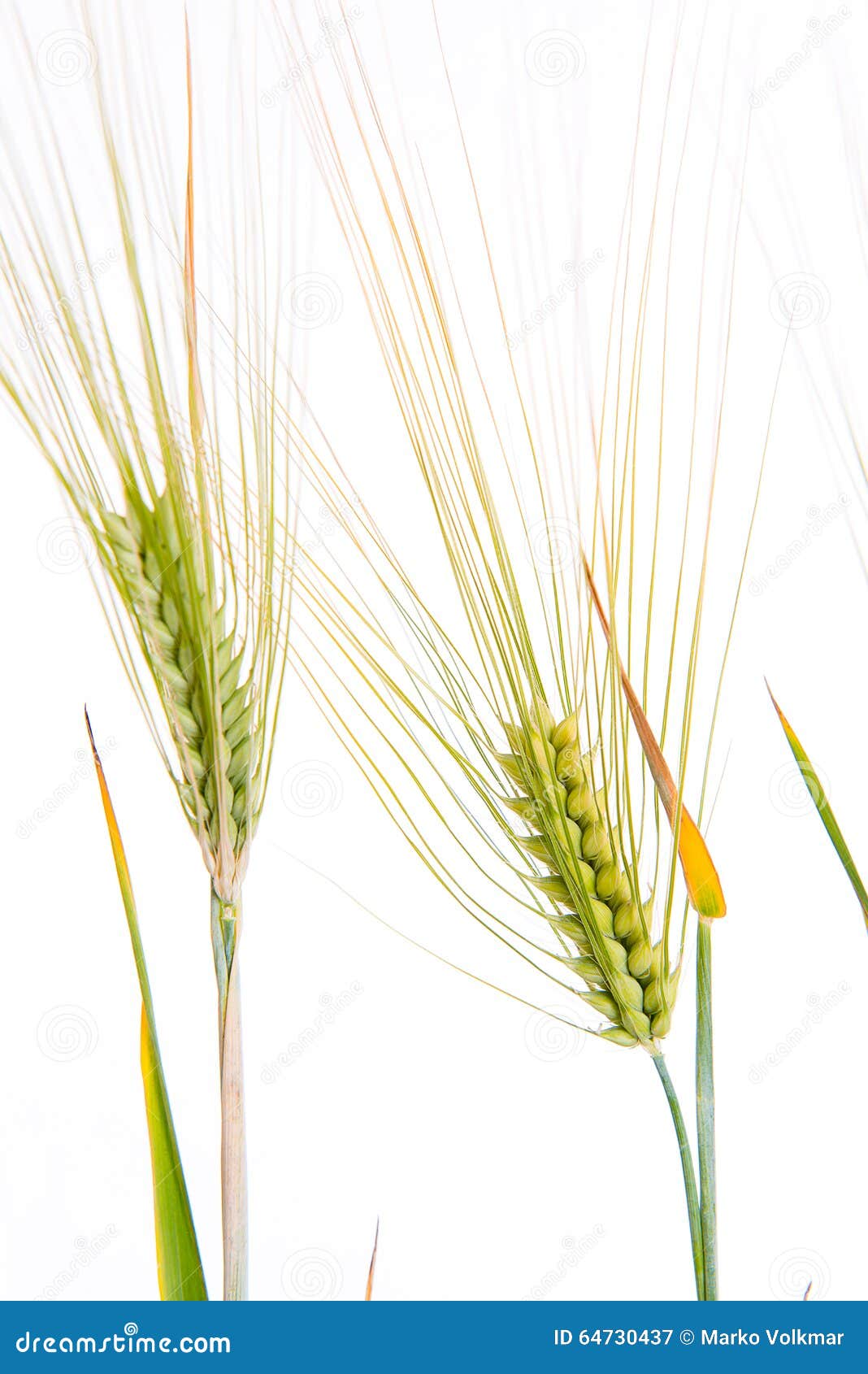 Line of green rye- grain stock image. Image of grain - 64730437