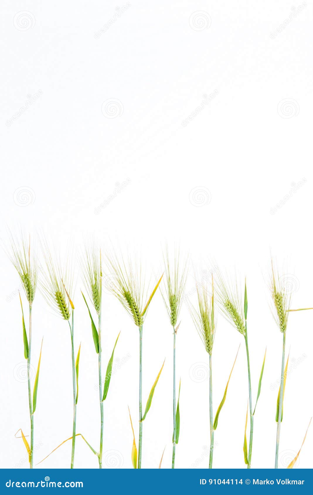 Line of green rye- grain stock photo. Image of isolated - 91044114