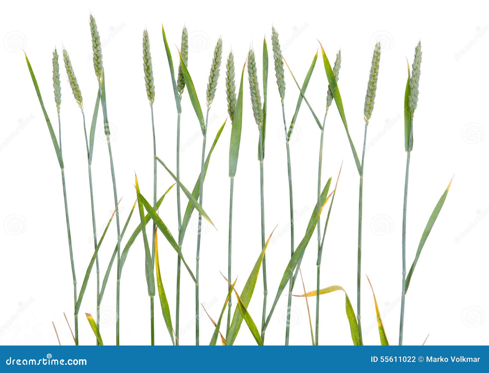 Line of green wheat- grain stock photo. Image of nature - 55611022
