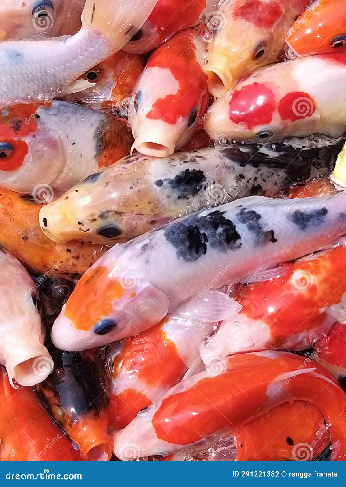 A line of hungry koi fish stock photo. Image of breakfast - 291221382