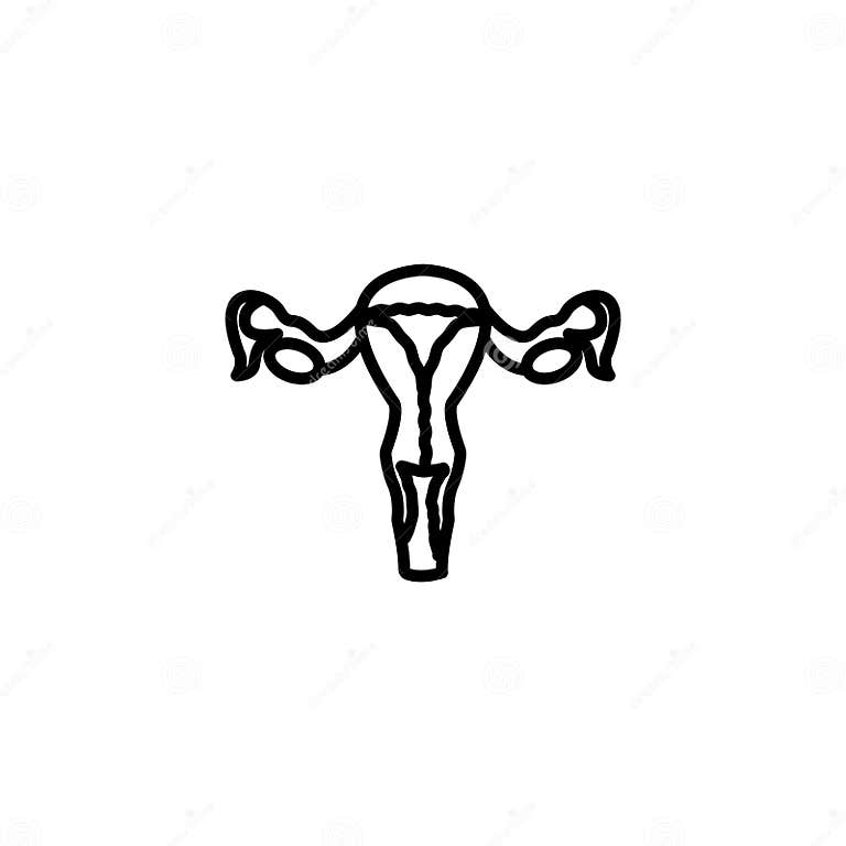Line icon. Uterus symbol stock vector. Illustration of endometrium ...