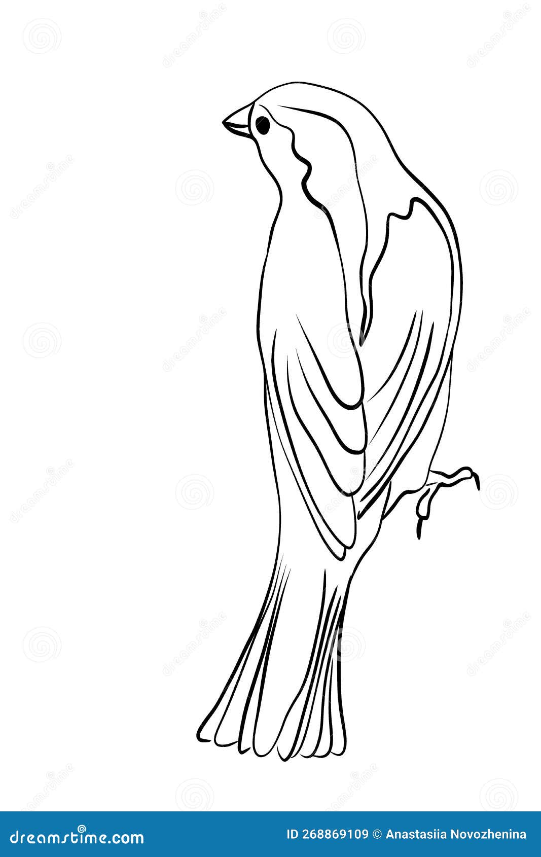Line Illustration of a Sparrow from the Back Stock Illustration ...