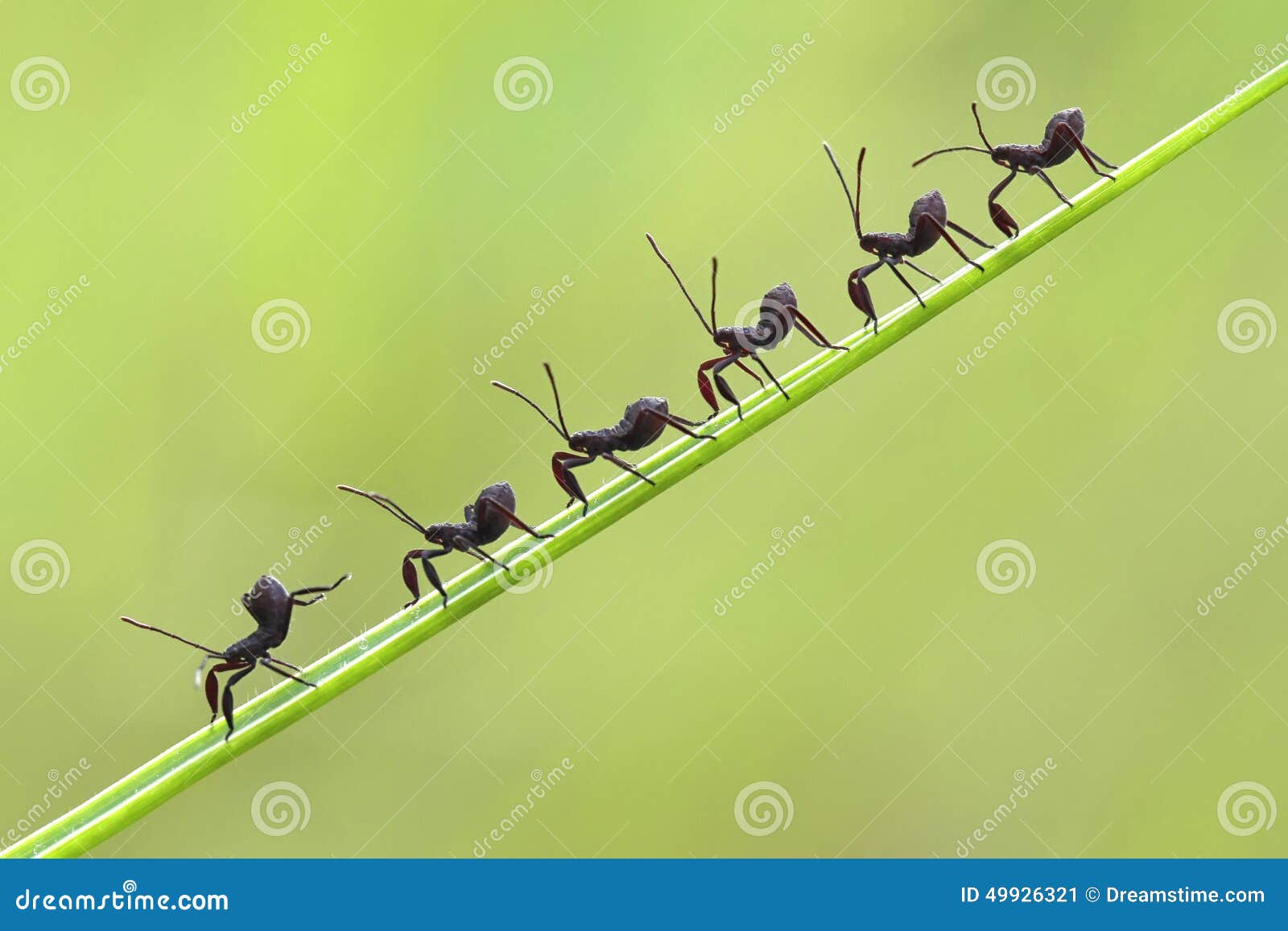 Line stock image. Image of detail, nature, macro - 49926321