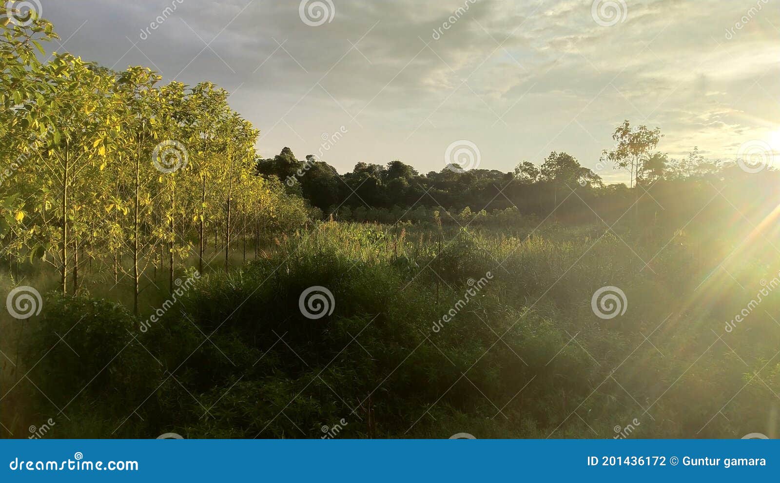 Line of Keratom Tree in Pontianak Stock Photo - Image of keratom ...