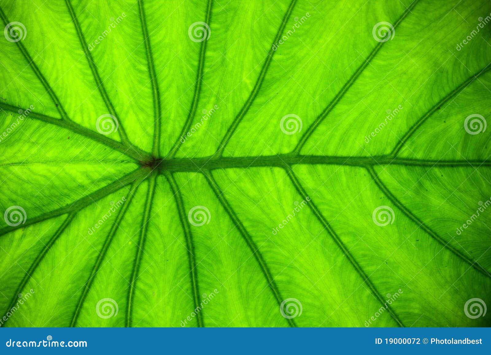 Line on leaf stock photo. Image of bright, leaf, grow - 19000072