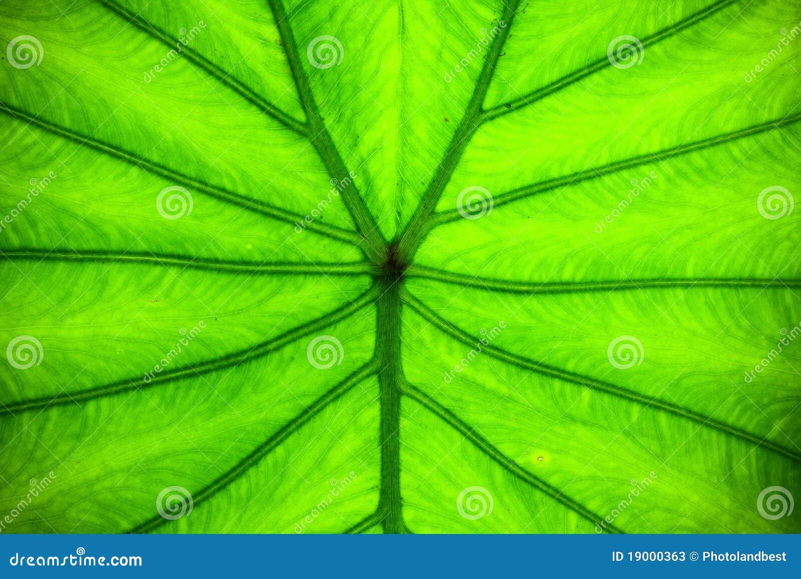 Line on leaf stock image. Image of green, spring, natural - 19000363