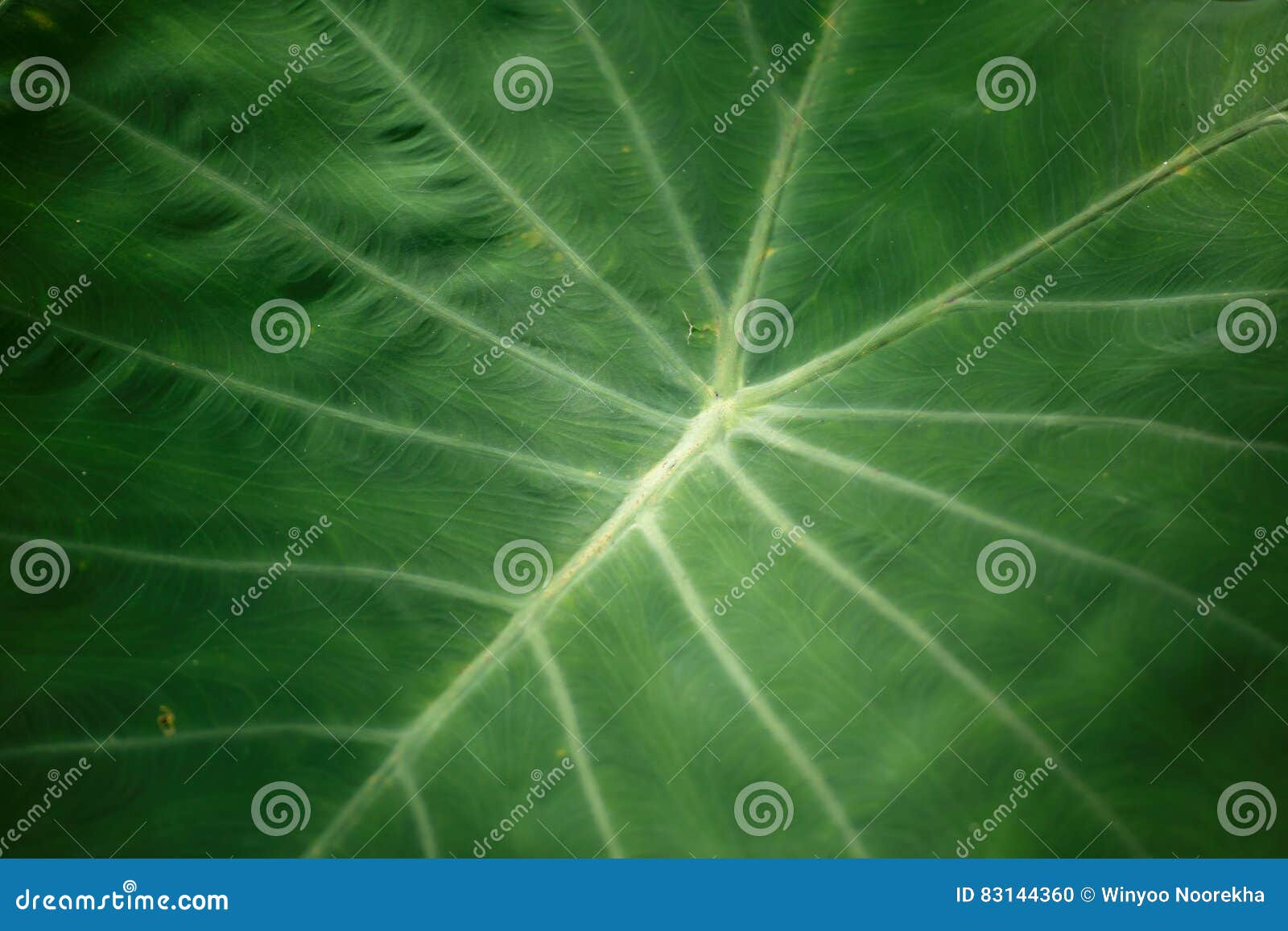 Line on leaf. stock photo. Image of space, green, flora - 83144360