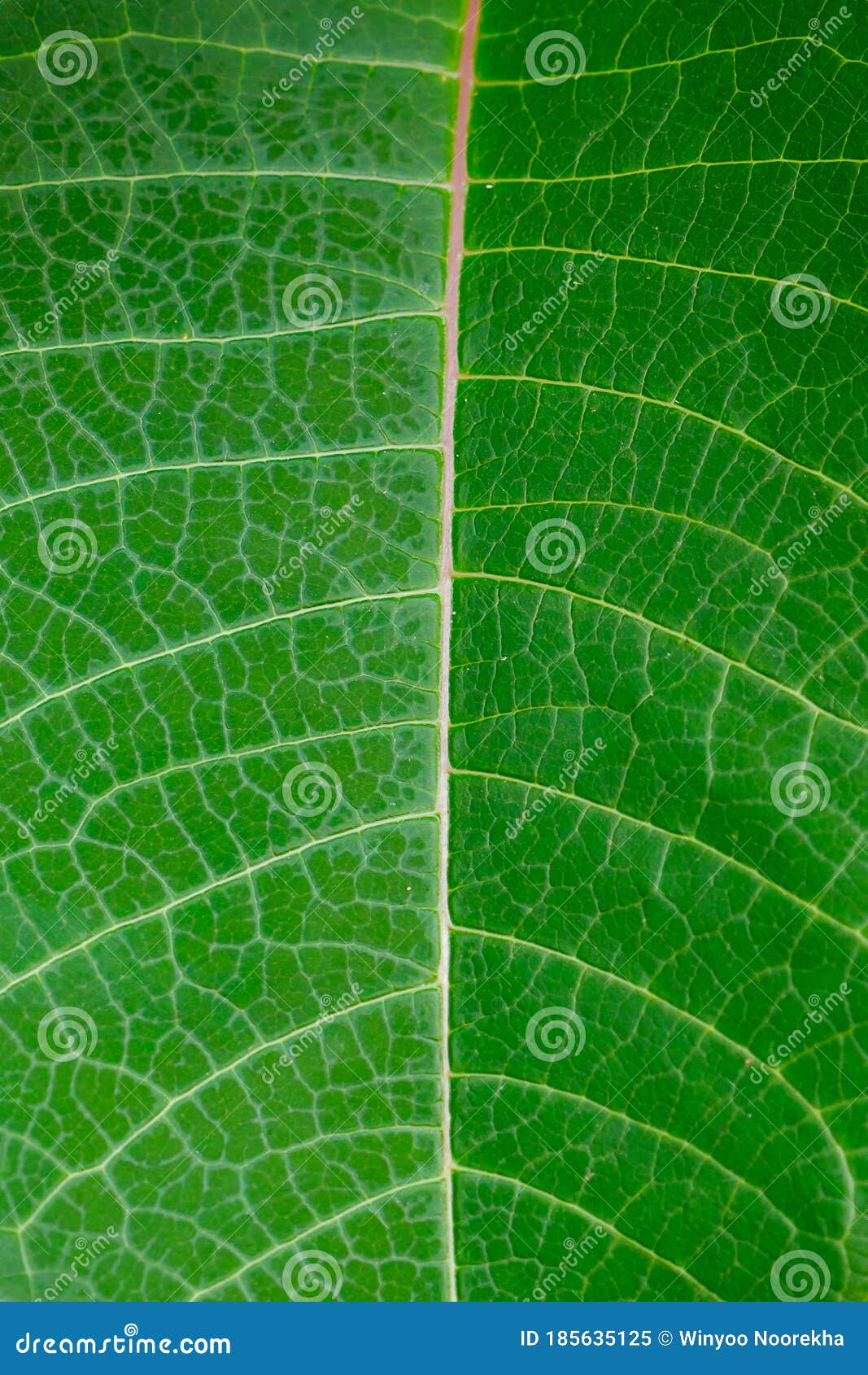Line on leaf stock image. Image of branch, nature, frame - 185635125