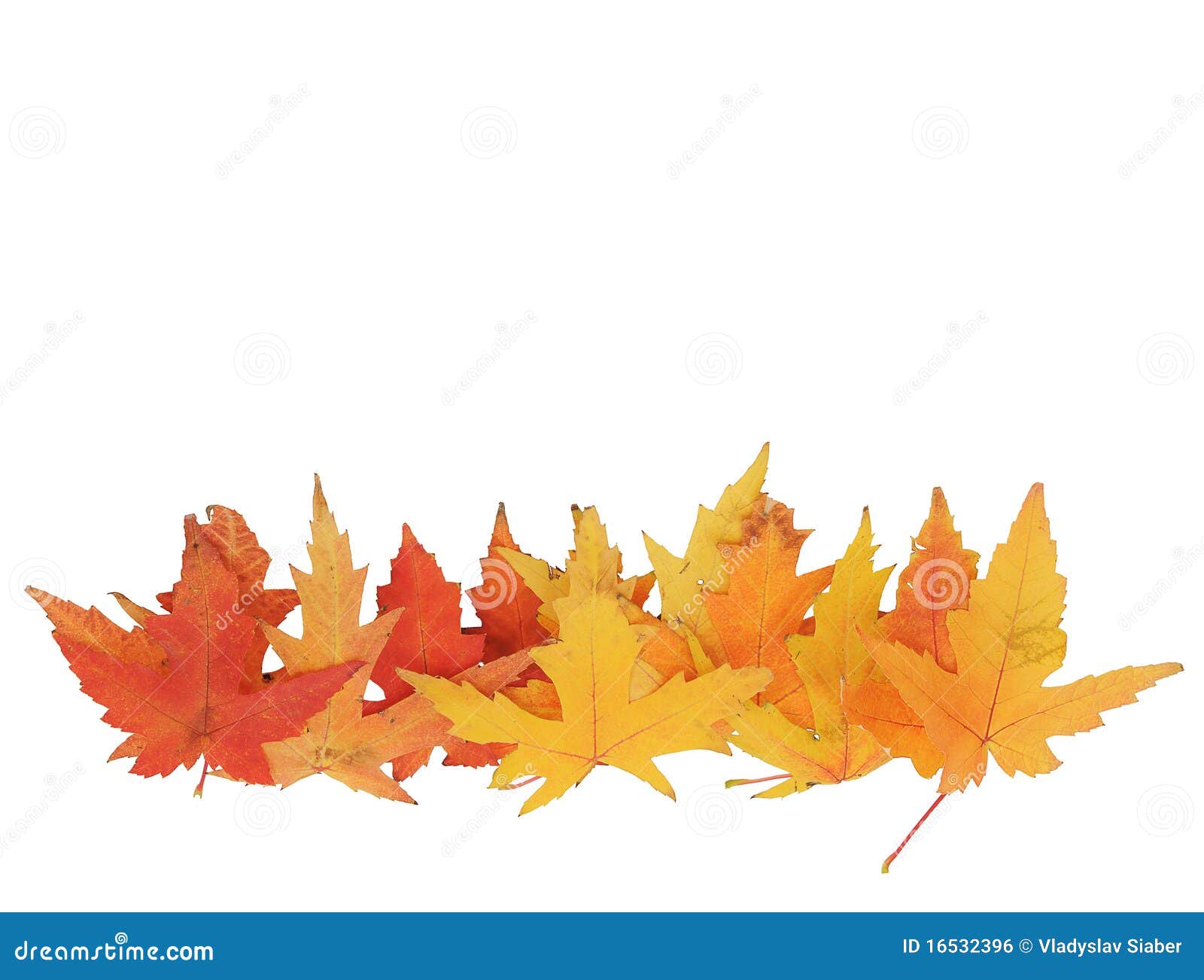 Line of leaves stock photo. Image of cuout, fall, maple - 16532396