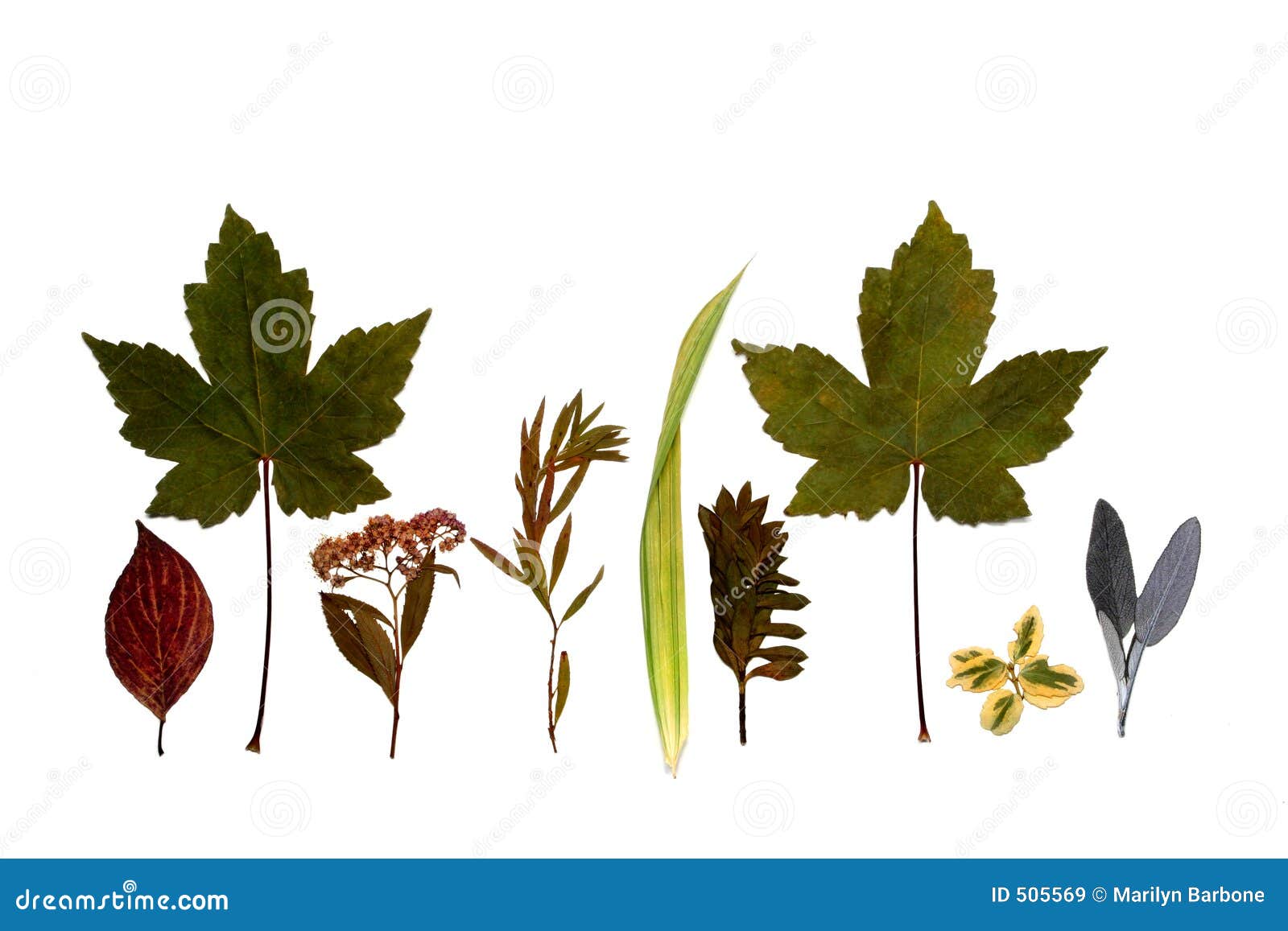 Line of Leaves stock image. Image of flowers, design, decaying - 505569