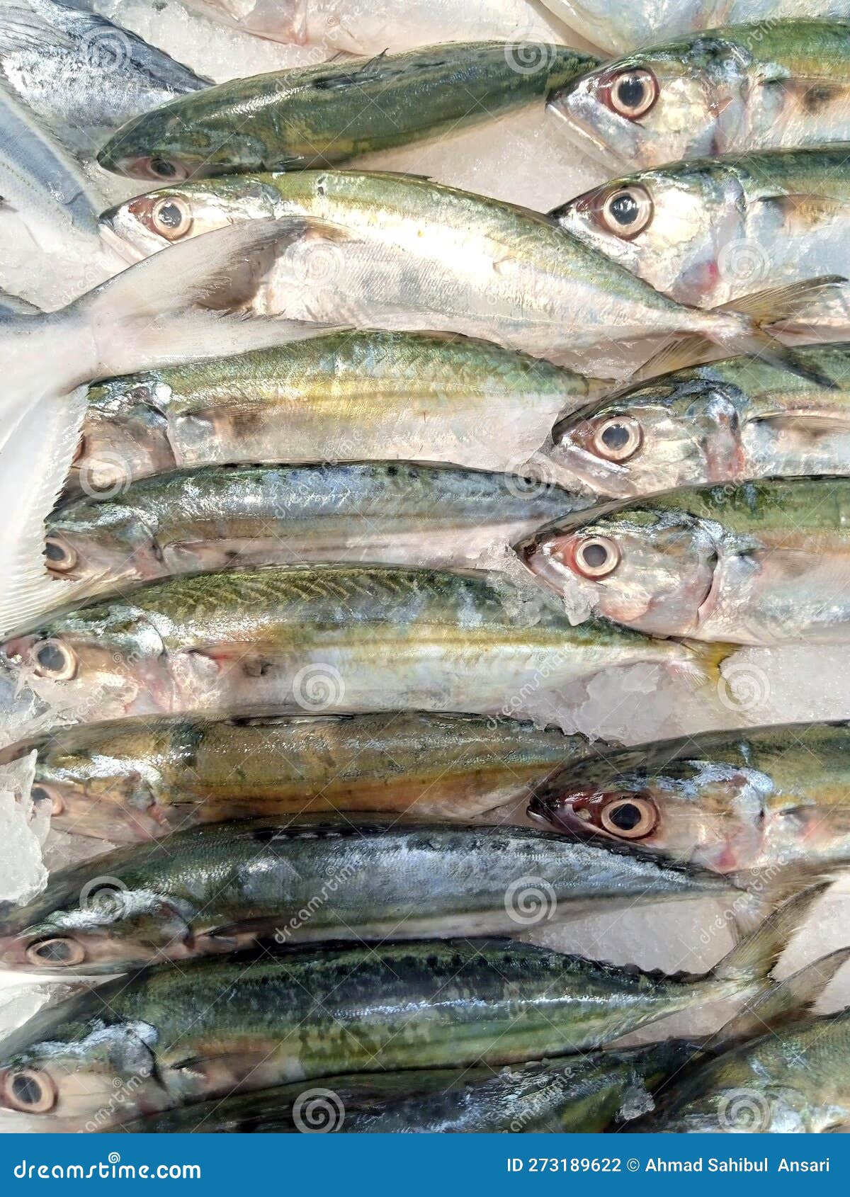 Line of Mackerel Fish for Sale at the Fish Market Stock Photo - Image ...