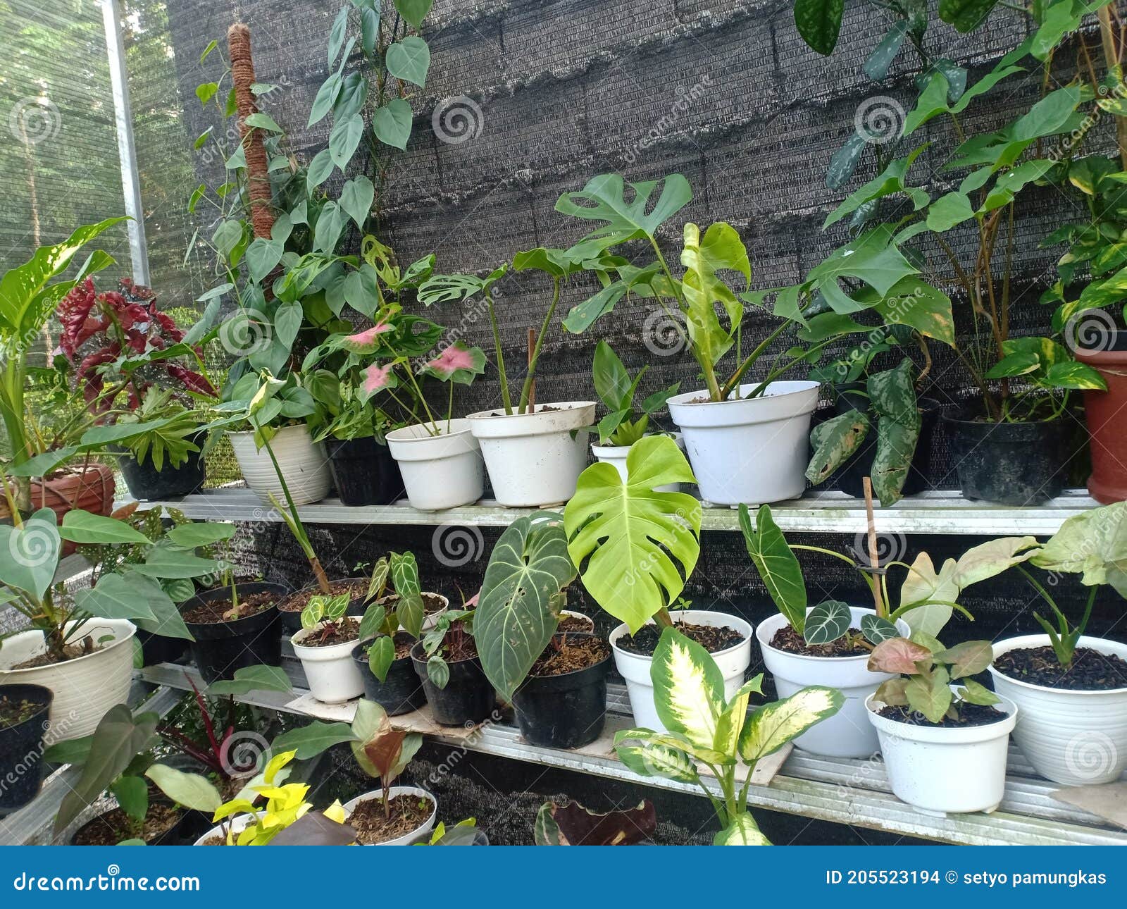 The Line of Mini Green Plants Stock Photo - Image of herb, yard: 205523194