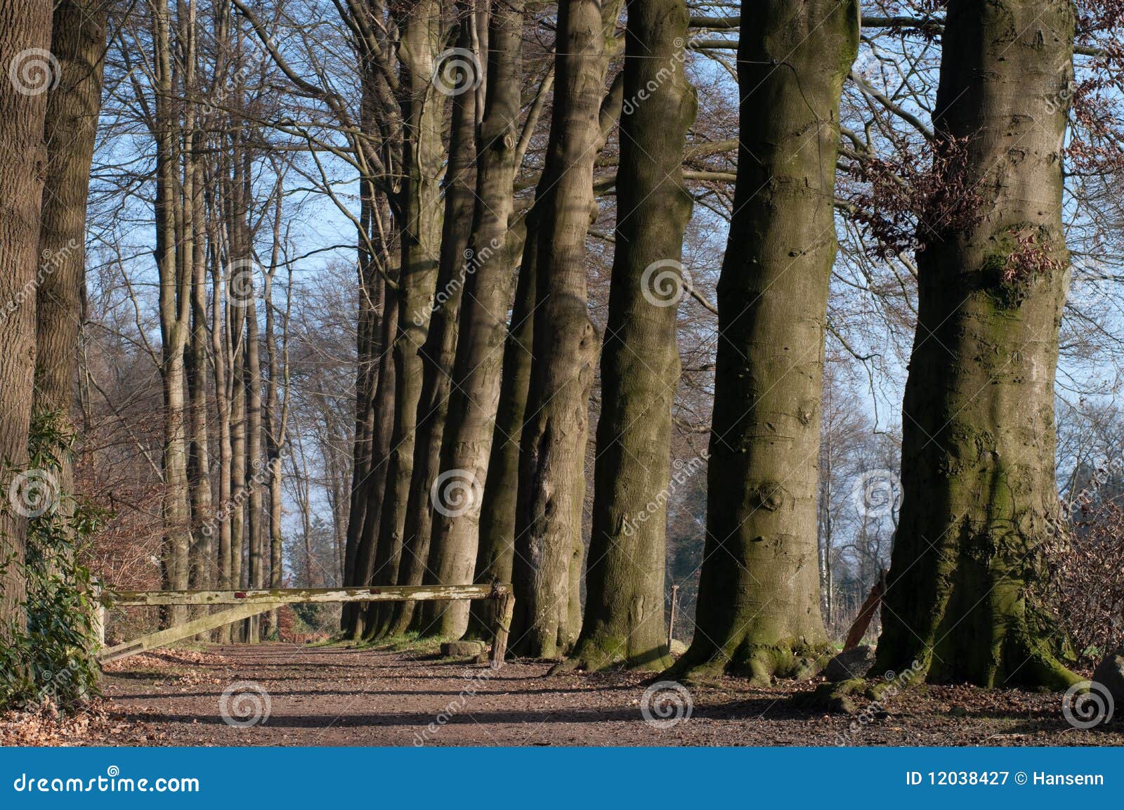 Line of oaks stock image. Image of drive, path, forest - 12038427