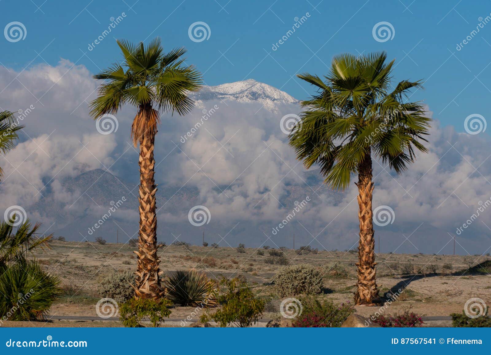 Line of Palm Trees in the Desert with Snowy Mountains Stock Image ...