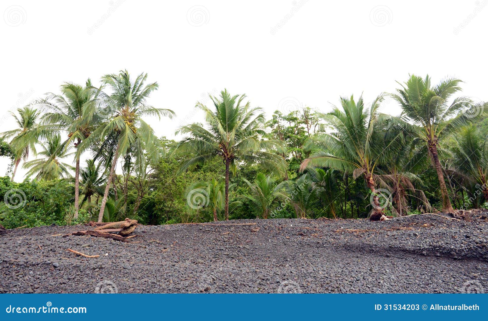 Line of Palm Trees in Tropical Rainforest Stock Image - Image of ...