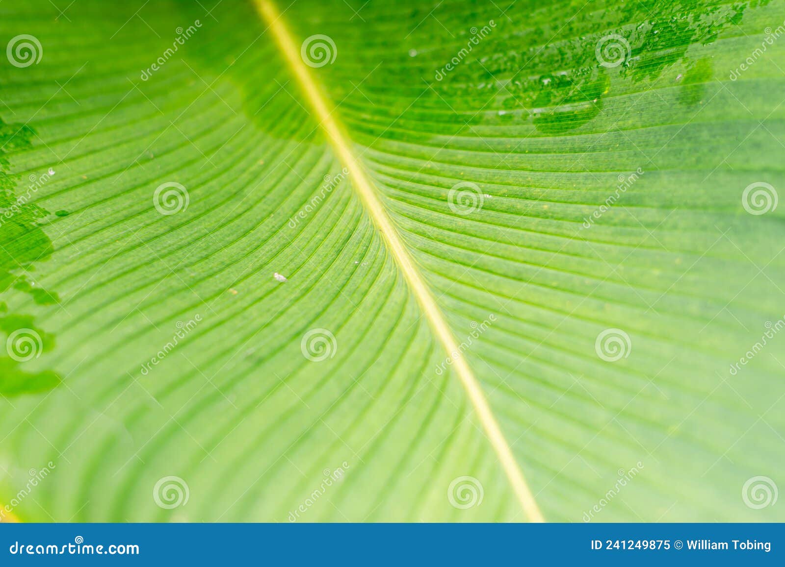 Line Pattern on Green Leaf for Wallpaper or Background Stock Image ...