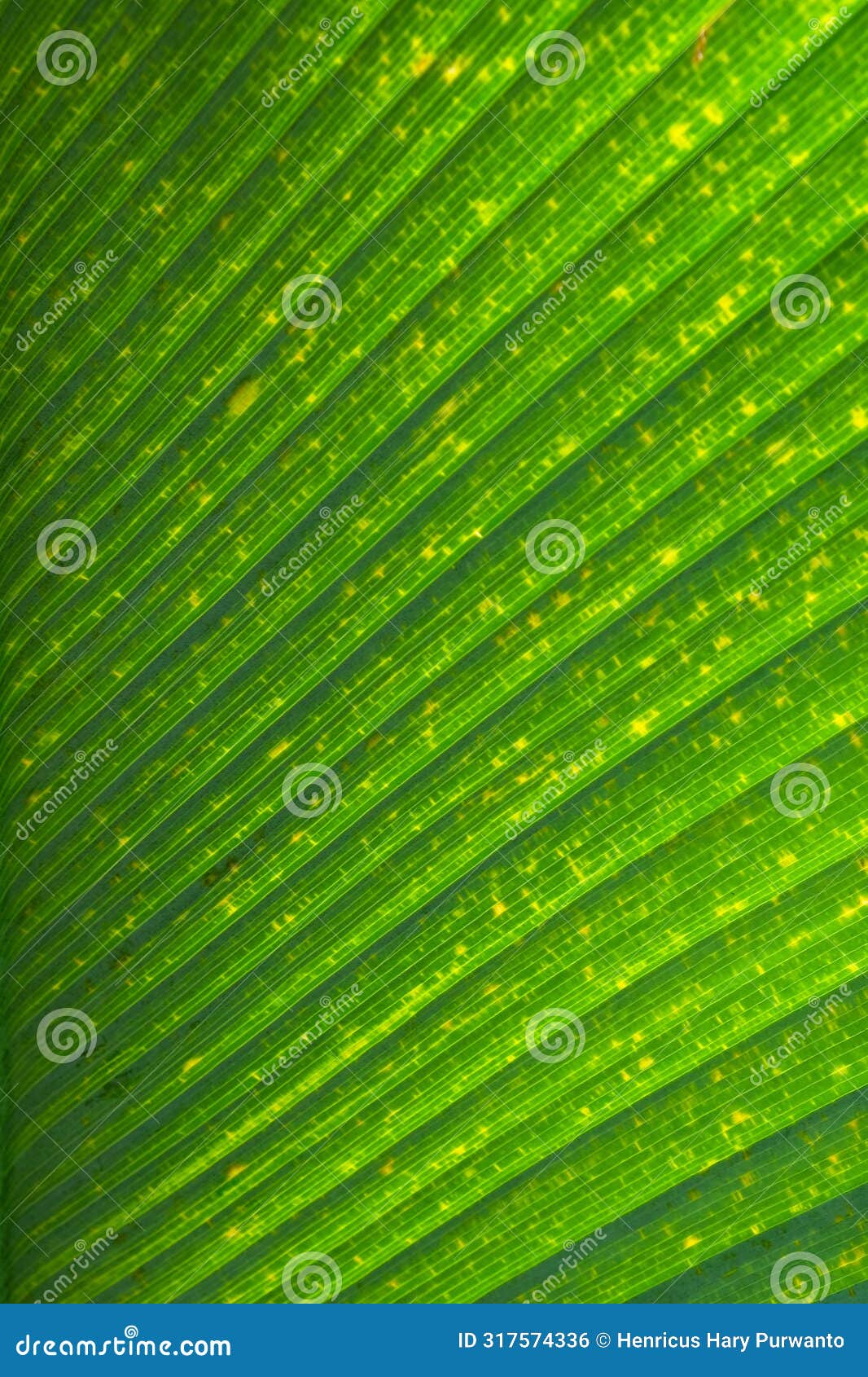 Line Pattern on Green Leaves Stock Photo - Image of gold, fabric: 317574336