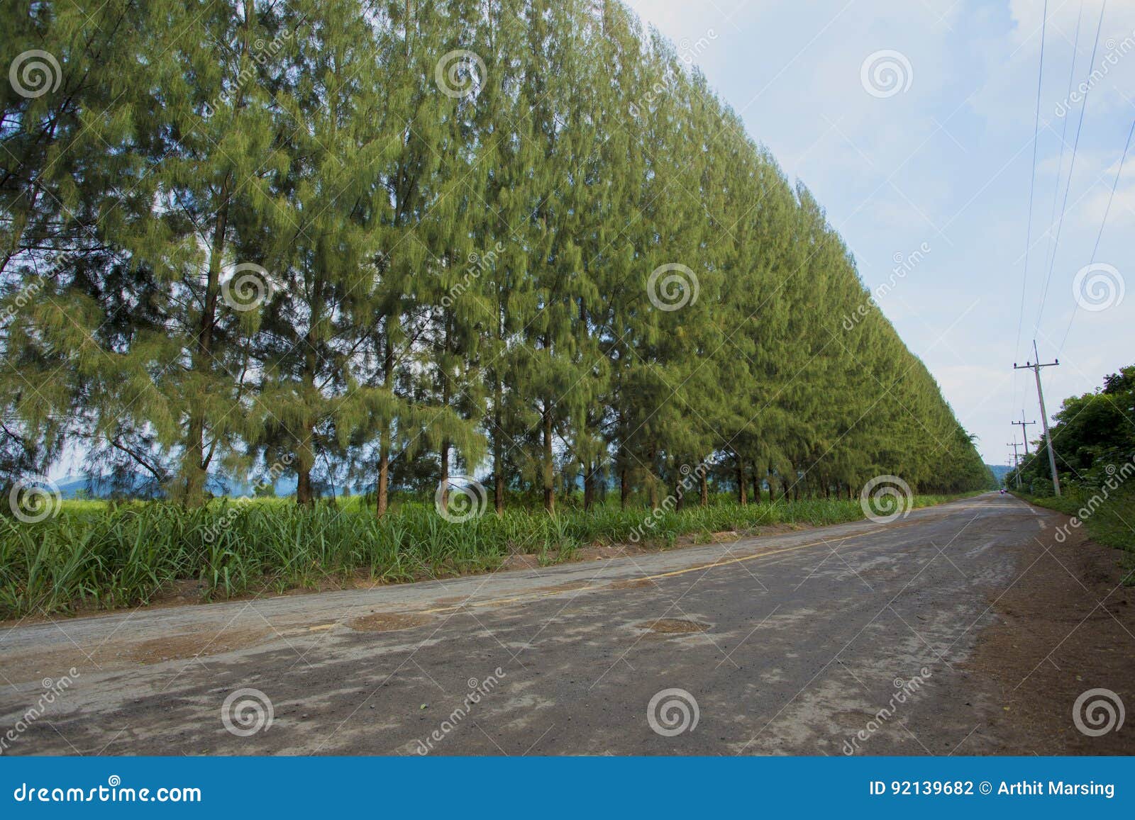 Line Pine Along Damage Road Stock Photos - Free & Royalty-Free Stock ...