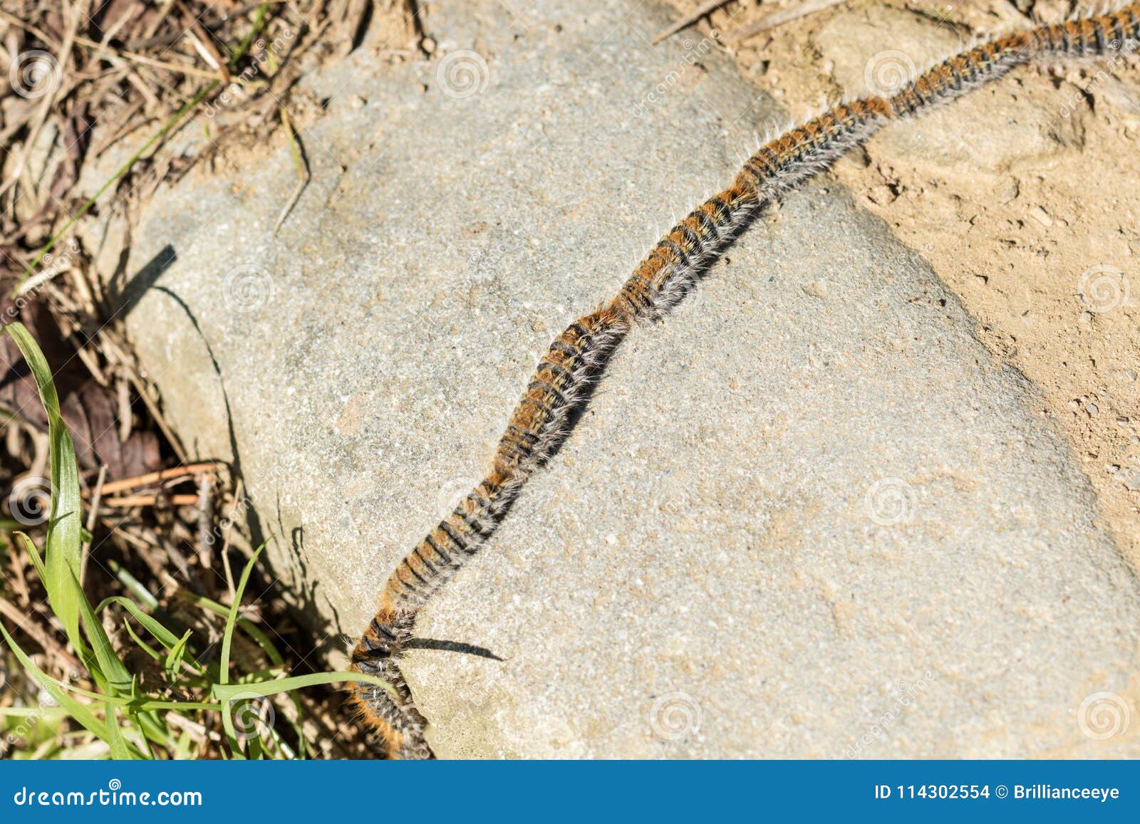A Line of Pine Procession Moth Camouflage As a Snake Walking on Stone ...