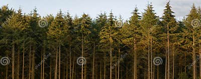 Line of pine trees stock photo. Image of trees, growth - 99420604