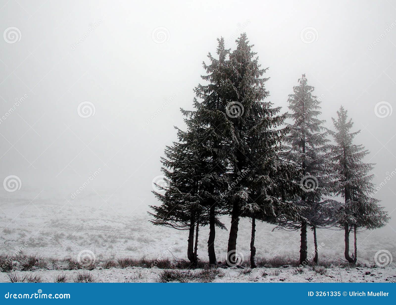 Line of pines in the fog stock image. Image of nature - 3261335