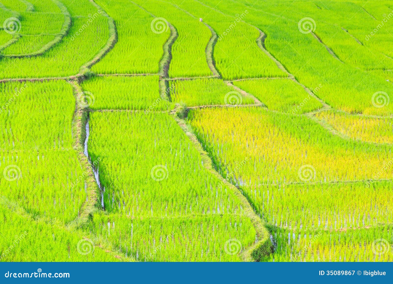 Line Plantation at Thailand Stock Image - Image of food, agriculture ...