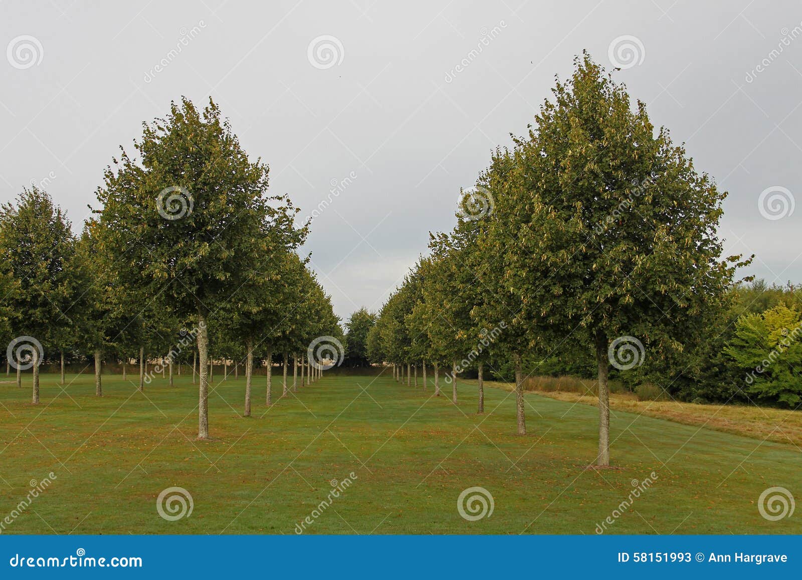 Line of planted trees stock image. Image of line, trees - 58151993