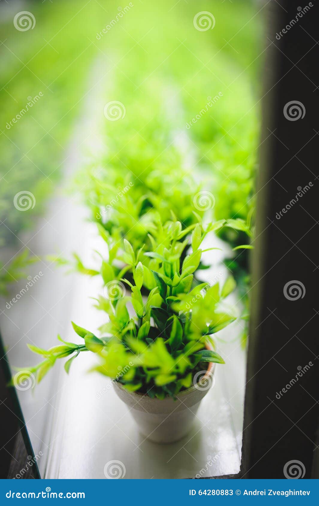 Line of Pots with Green Plants Stock Image - Image of occupation, light ...