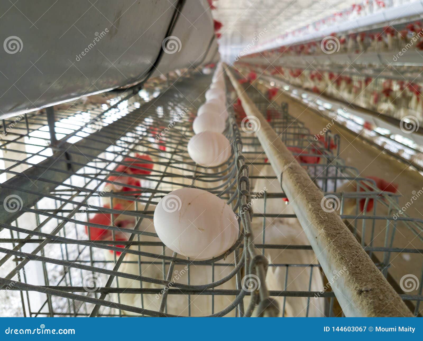 Line of Poultry Egg in Layer Farm Stock Image - Image of layer, poultry ...