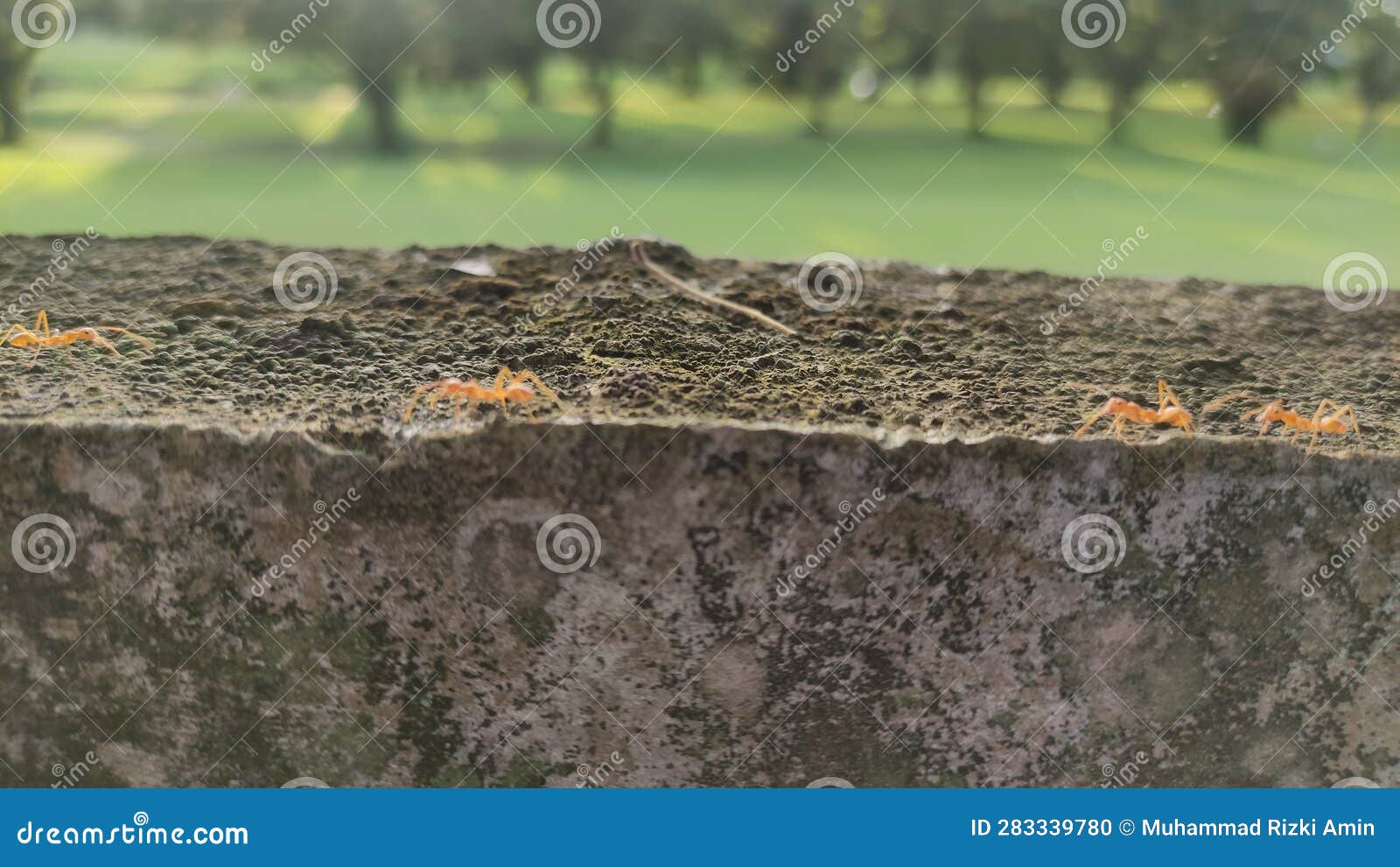 A Line of Red Ants Walking on the Wall Stock Photo - Image of line ...