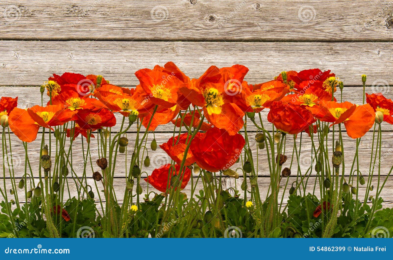 Line of red poppies stock image. Image of meadow, nature - 54862399