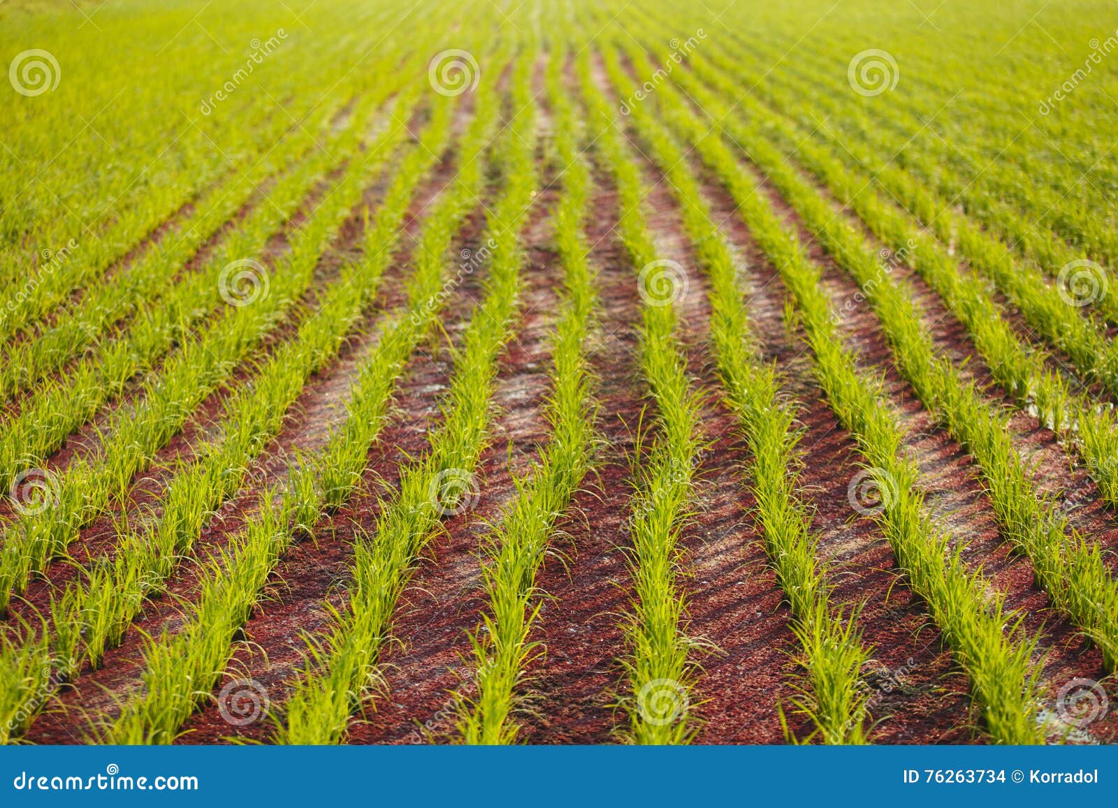 Line of Rice Plant in the Farm Stock Photo - Image of beautiful, field ...
